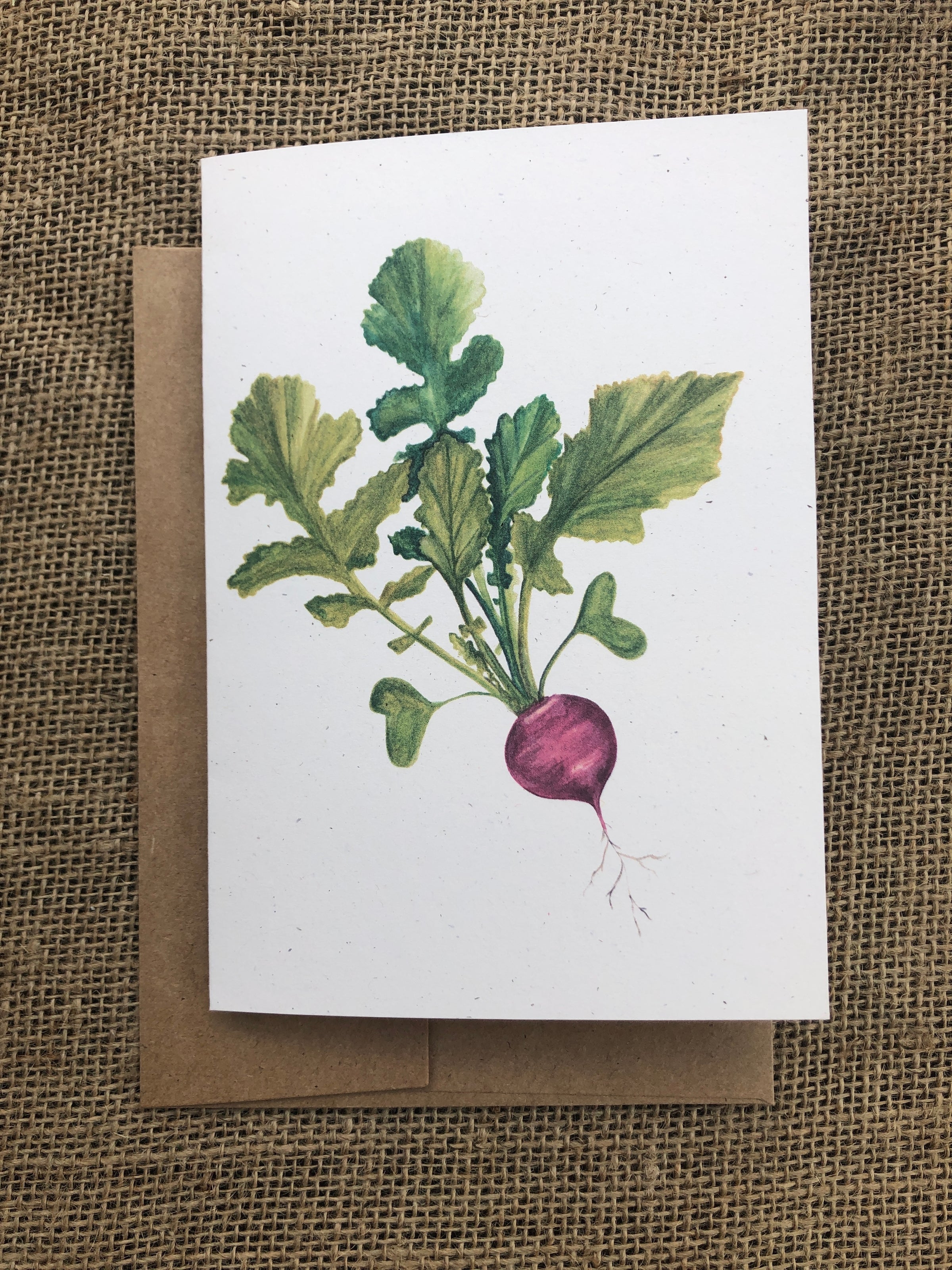 Radish Botanical Illustration